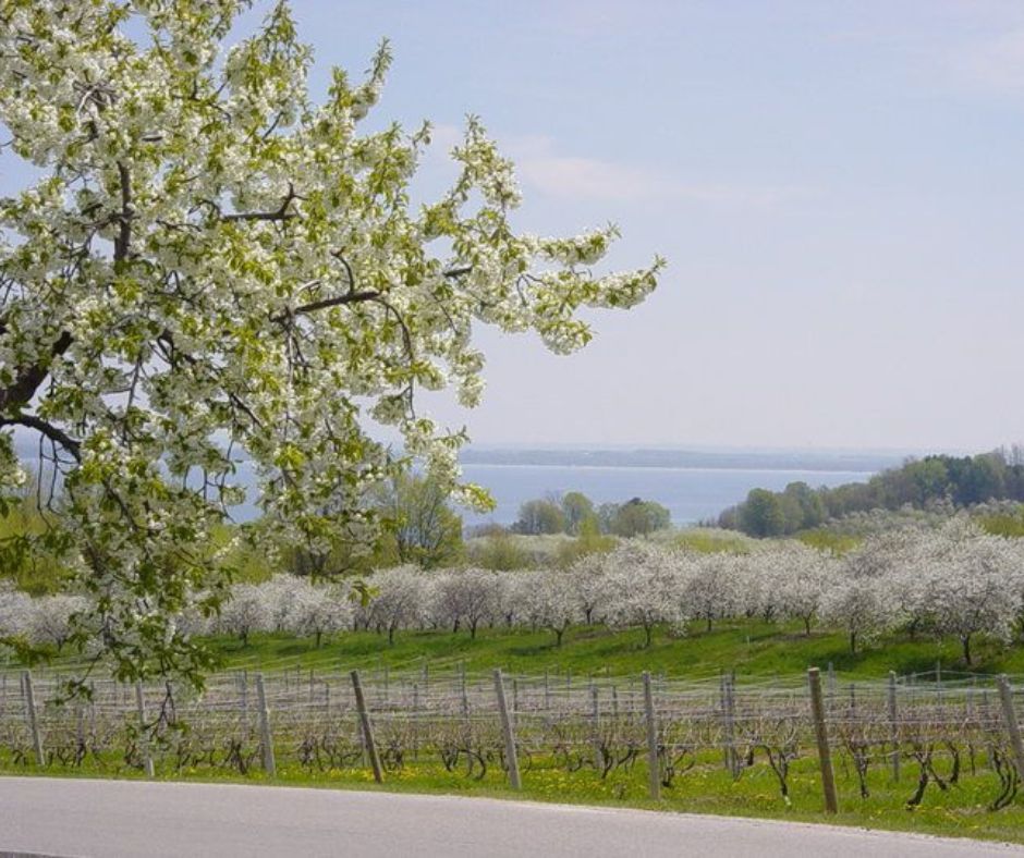 Cherry Blossom Season: Accessible Orchards and Parks in Traverse City ...